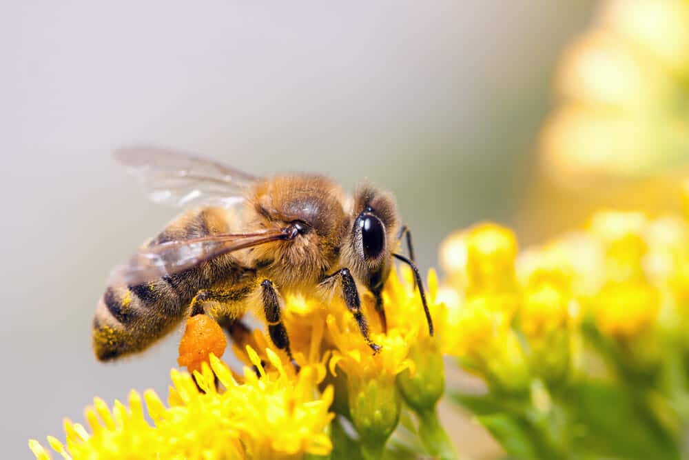 Honeybee Brain Helps Unravel Mystery Behind Long-Term Memory Formation